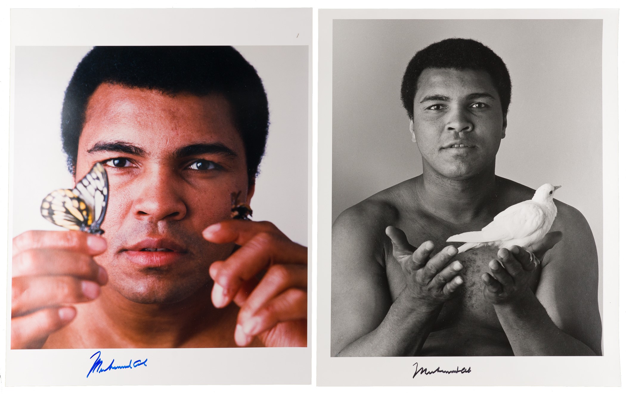 Rare Muhammad Ali Signed Oversized (16 x 20) Photograph Collection (8 ...